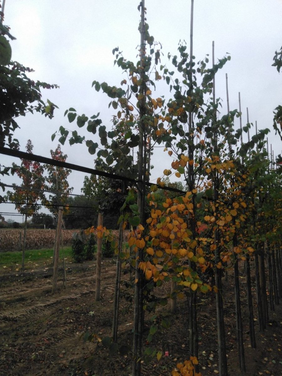 Cercidiphyllum japonicum 6-8 cm met kluit geveerd - Boomkwekerij Bogaert