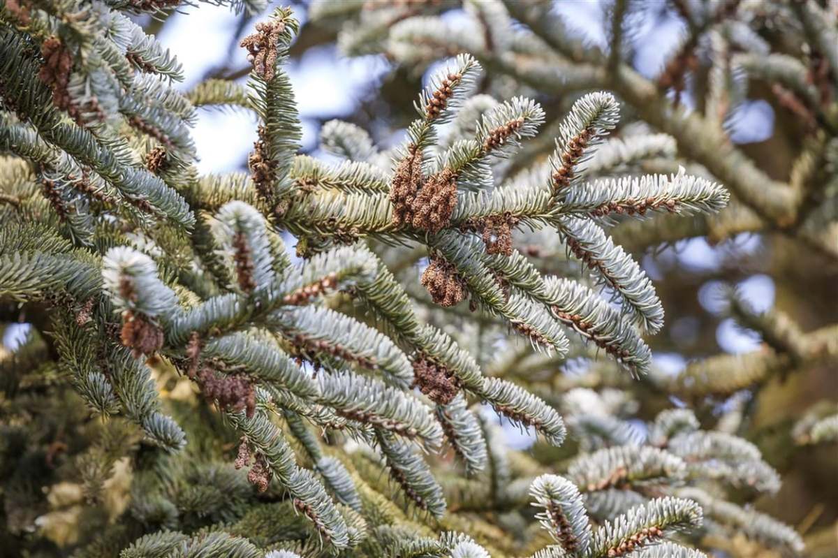 Abies koreana 125-150 cm met kluit - Boomkwekerij Bogaert