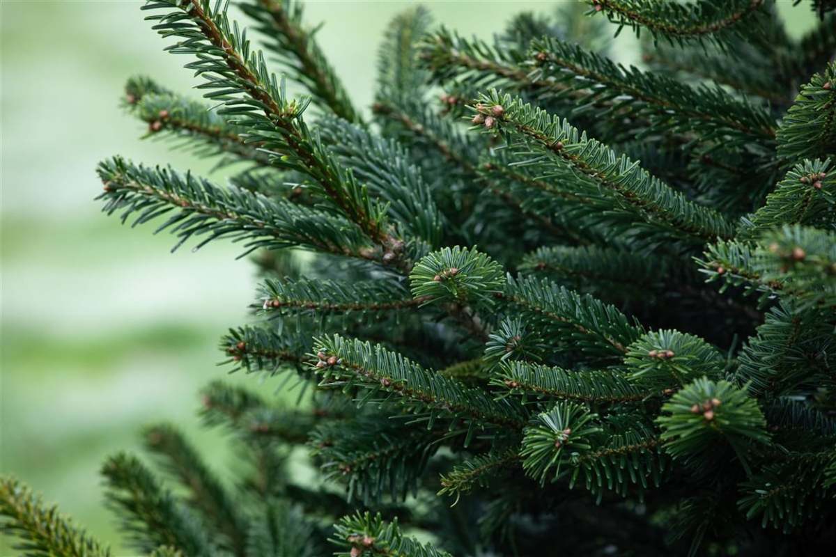 Abies nordmanniana = kerstboom 150-175 cm met kluit - Boomkwekerij Bogaert