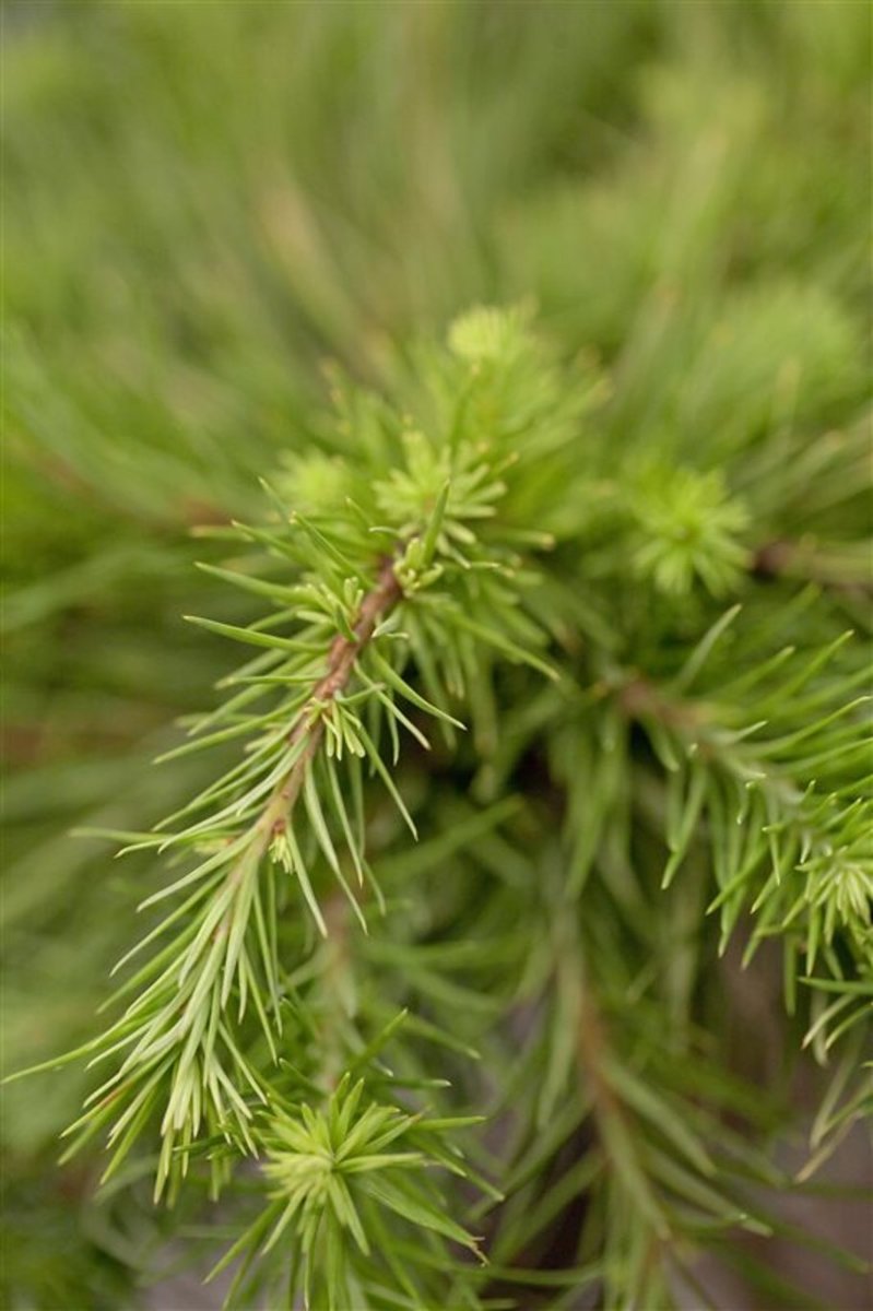Larix kaempferi 175-200 cm met kluit - Boomkwekerij Bogaert