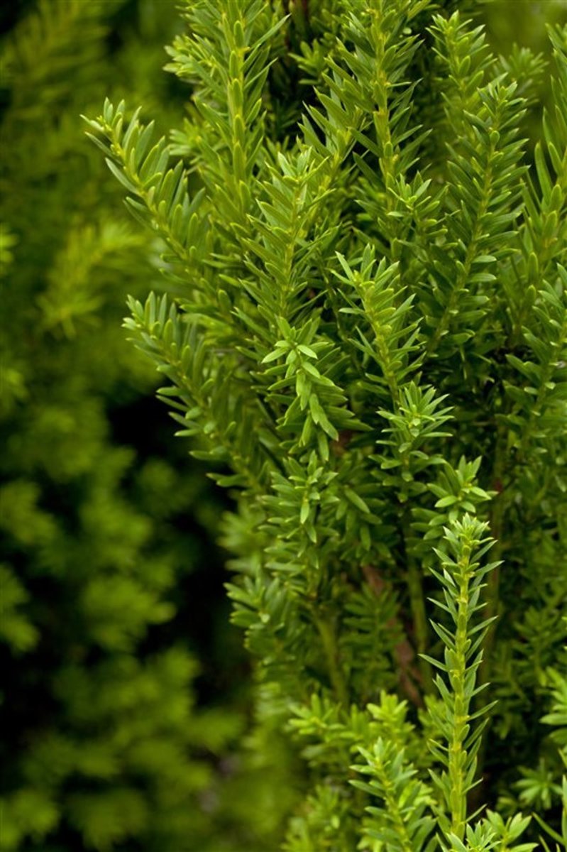 Taxus media 'Hillii' 125-150 cm met kluit - Boomkwekerij Bogaert