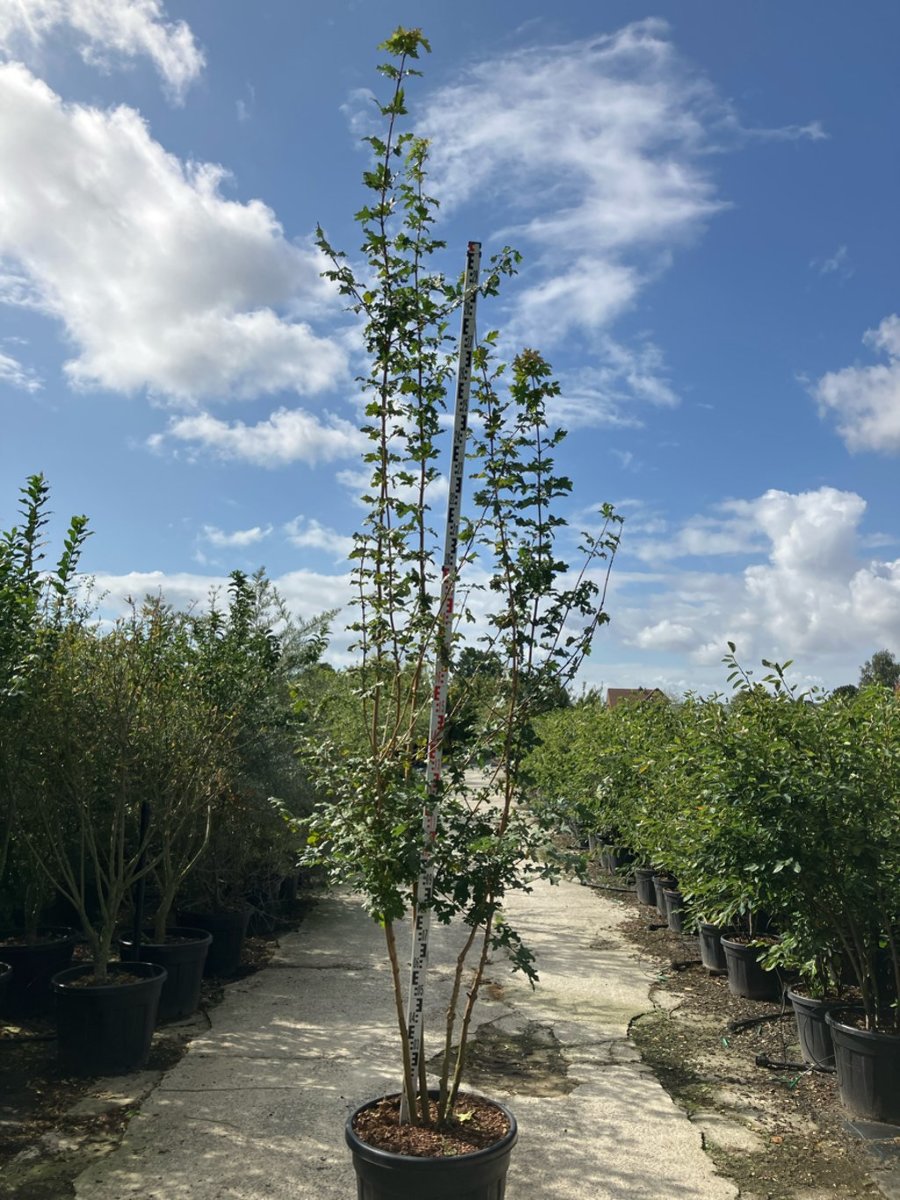Acer campestre 250-300 cm cont. 90L multi-stem - Boomkwekerij Bogaert