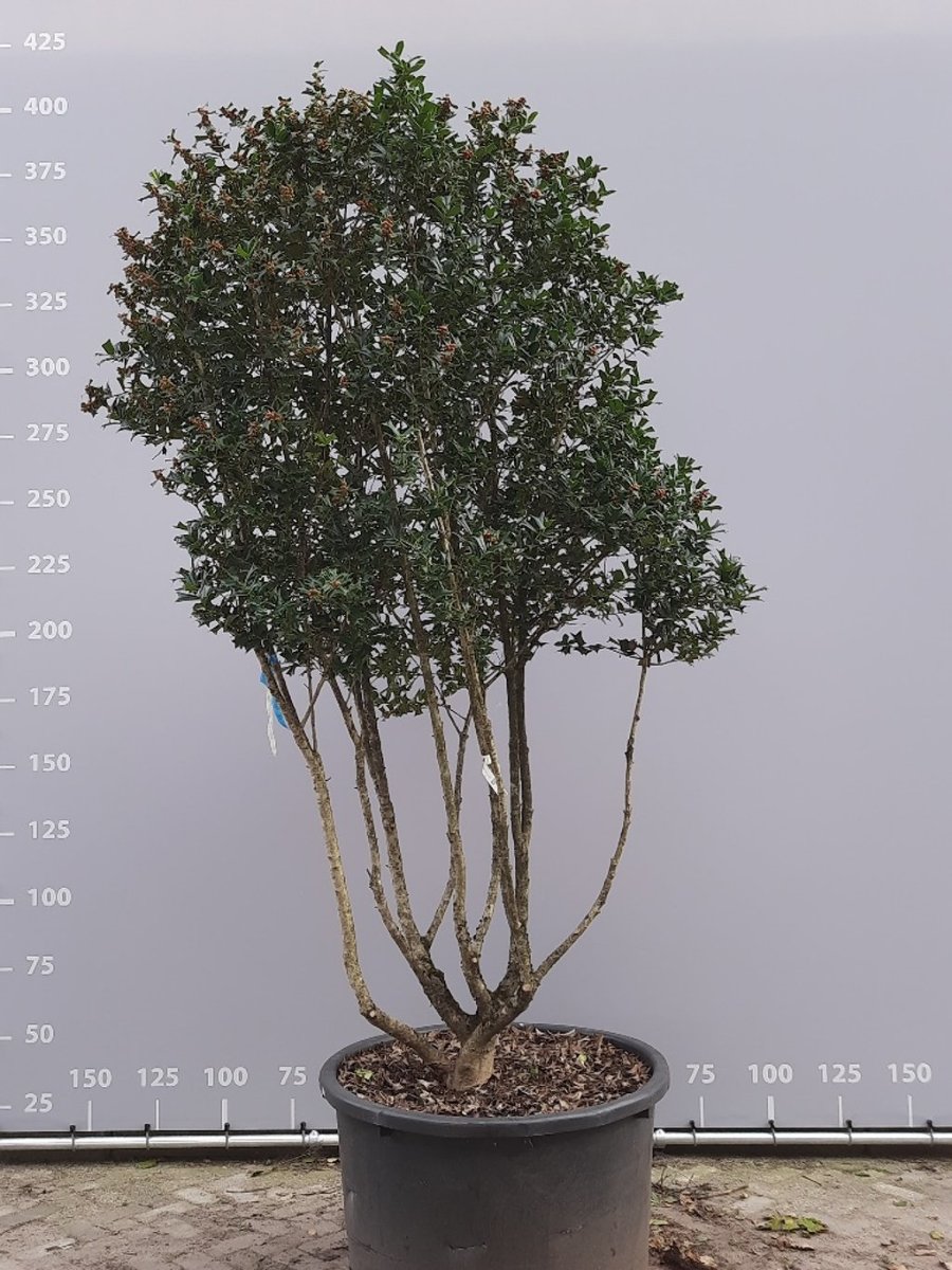 Ilex cornuta 250-300 cm WRB multi-stem - Boomkwekerij Bogaert