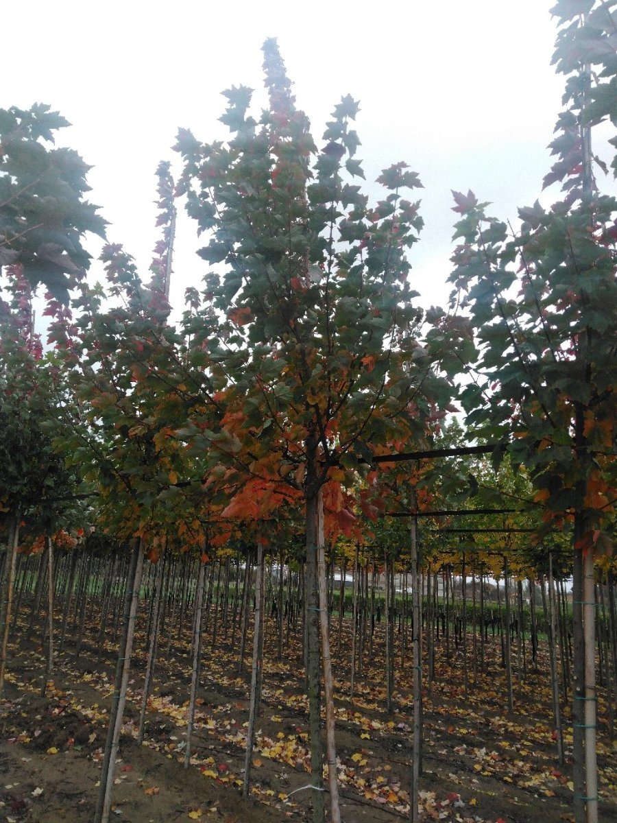 Acer rubrum Fairview Flame 12-14 Hoogstam wortelgoed 2 X verplant ...