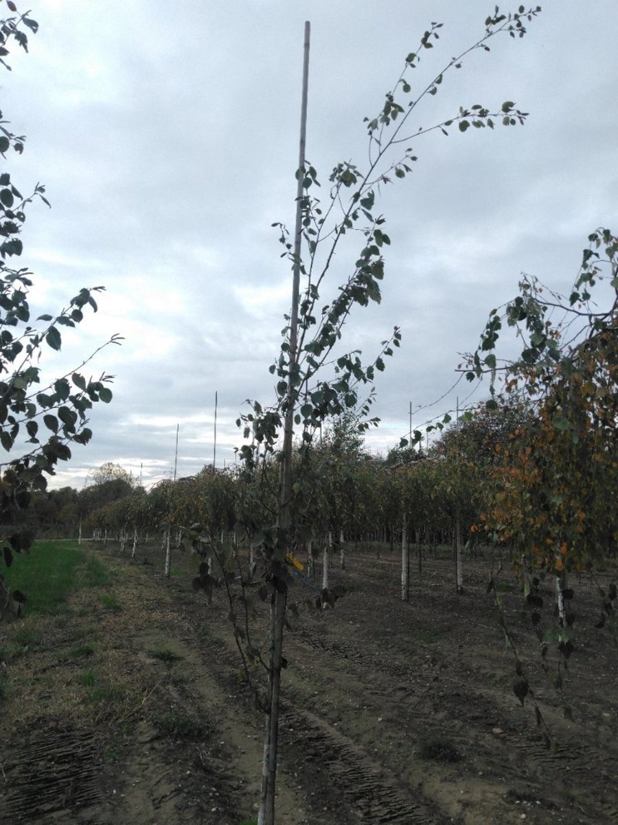 Betula utilis 6-8 cm wortelgoed geveerd - Boomkwekerij Bogaert