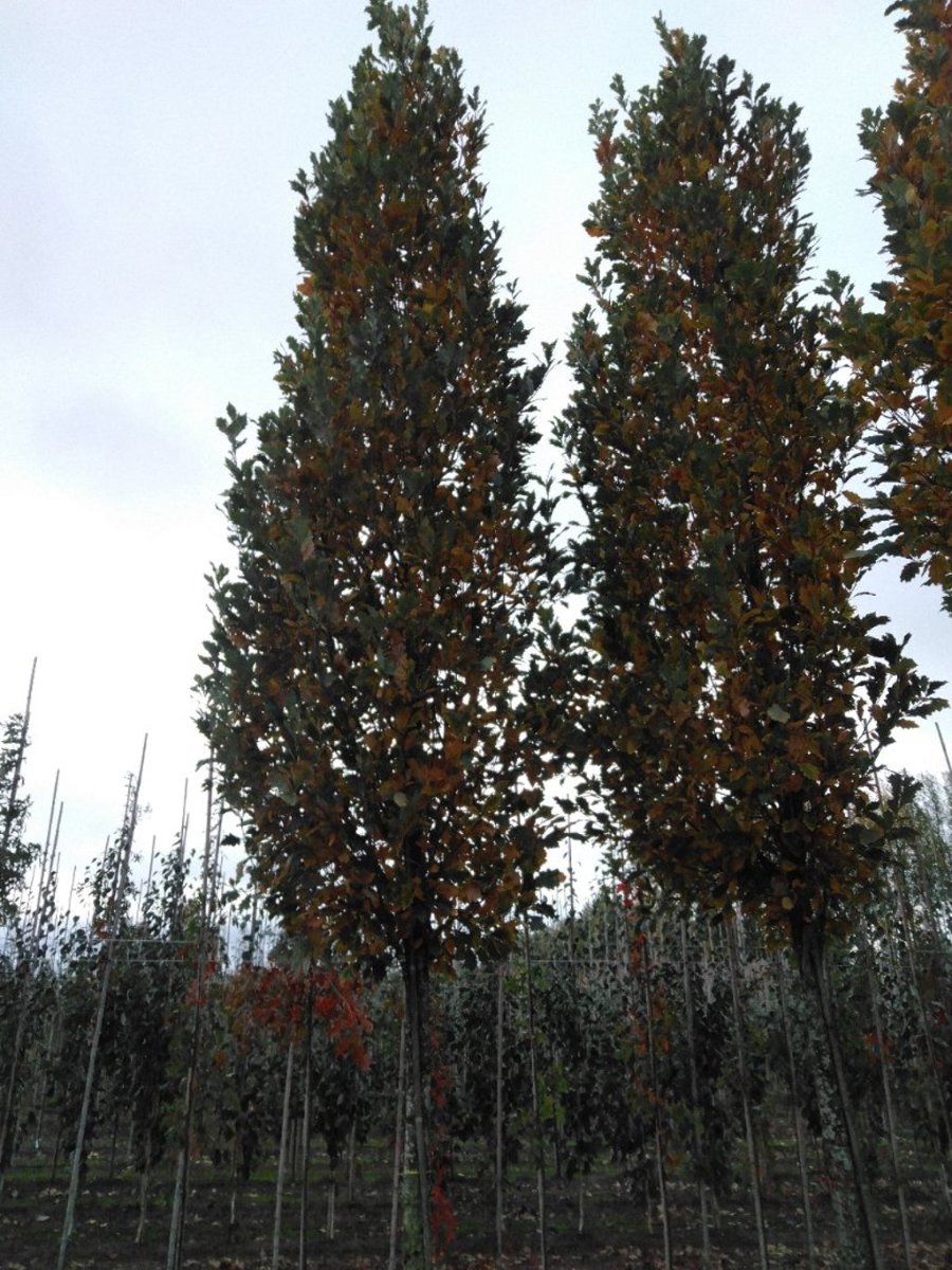 Quercus warei 'Regal Prince' = 'Long' 30-35 STA WRB 4 X V ...