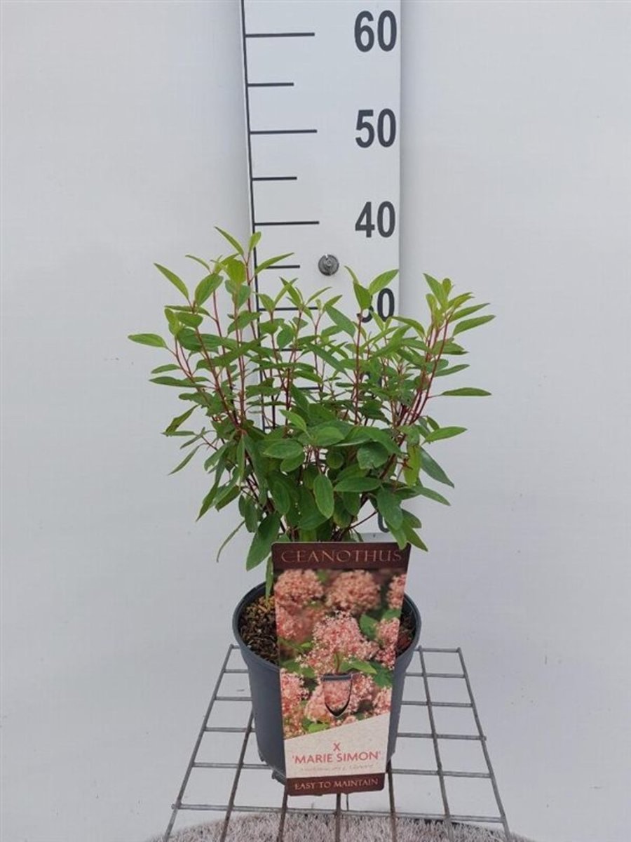 Ceanothus pallidus 'Marie Simon' 30-40 cm cont. 3,0L - Boomkwekerij Bogaert